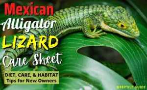 Mexican Alligator Lizard Care, Habitat & Diet Guide (Abronia Graminea)