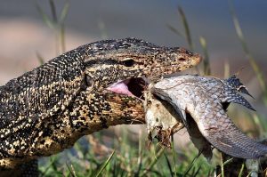 Asian Water Monitor Care, Diet, Habitat Setup & More for Beginners