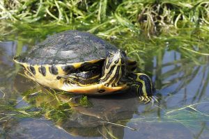 Yellow-Bellied Slider Care Sheet: Diet, Care, Lifespan, & More Facts