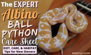 Albino Ball Python Morph Care, Diet, & Habitat Setup for New Owners
