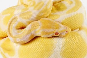 Albino Ball Python Morph Care, Diet, & Habitat Setup for New Owners