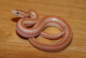The Expert Rosy Boa Care Sheet: Diet, Habitat & More for Beginners