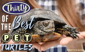 30 Best Pet Turtles Experts Always Recommend [w/ Pictures & Prices!]