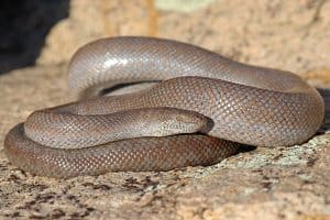 The Expert Rosy Boa Care Sheet: Diet, Habitat & More for Beginners
