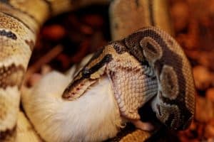 Mojave Ball Python: Size, Appearance, Lifespan & Care Sheet