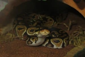 Mojave Ball Python: Size, Appearance, Lifespan & Care Sheet