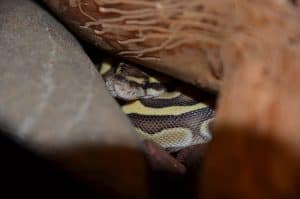 Pastel Ball Python Care Sheet: Everything You NEED to Know...