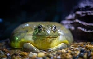 Pixie Frog Care, Diet & Enclosure Setup Guide [Giant African Bullfrogs]