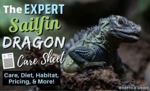 Sailfin Dragon: Care, Enclosure Setup, Diet Guide & Facts for Owners