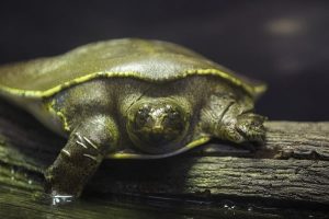 30 Best Pet Turtles Experts Always Recommend [w/ Pictures & Prices!]