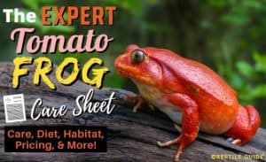 Tomato Frog Care Sheet: Diet, Habitat, & More Tips for New Owners