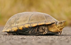 30 Best Pet Turtles Experts Always Recommend [w/ Pictures & Prices!]