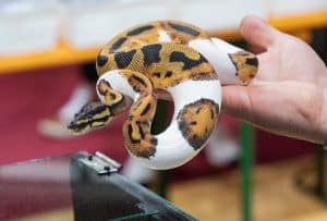 Piebald Ball Python: Apperance, Size, Lifespan & Care Guide