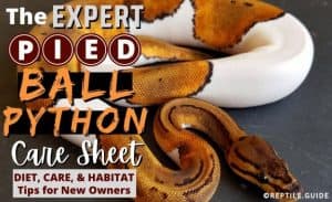 Piebald Ball Python: Apperance, Size, Lifespan & Care Guide