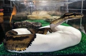 Piebald Ball Python: Apperance, Size, Lifespan & Care Guide