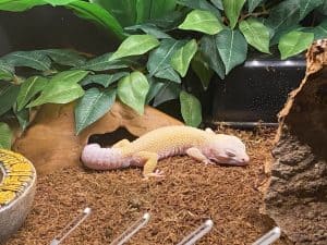 Leopard Gecko Morphs [the Ultimate Guide] - Reptile.Guide