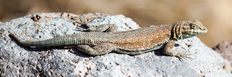 California Lizards [Identification & Full Guide]