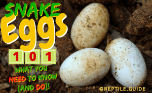 Snake Eggs - What You Need to Know [and Do] - Reptile.Guide