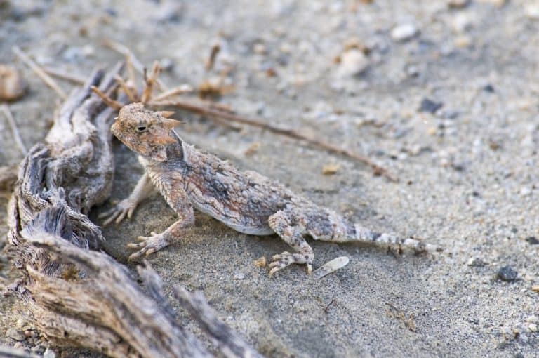 California Lizards [Identification & Full Guide]