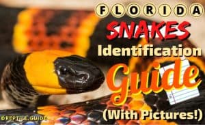 Florida Snakes: Identification Guide [With Pictures]