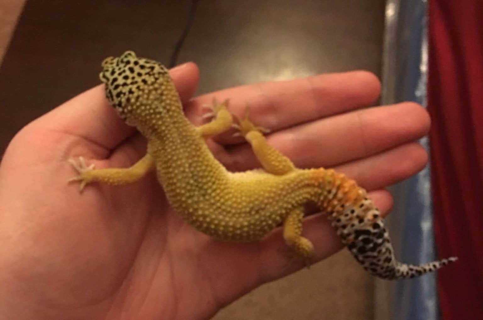 Leopard Gecko Morphs [the Ultimate Guide] - Reptile.Guide