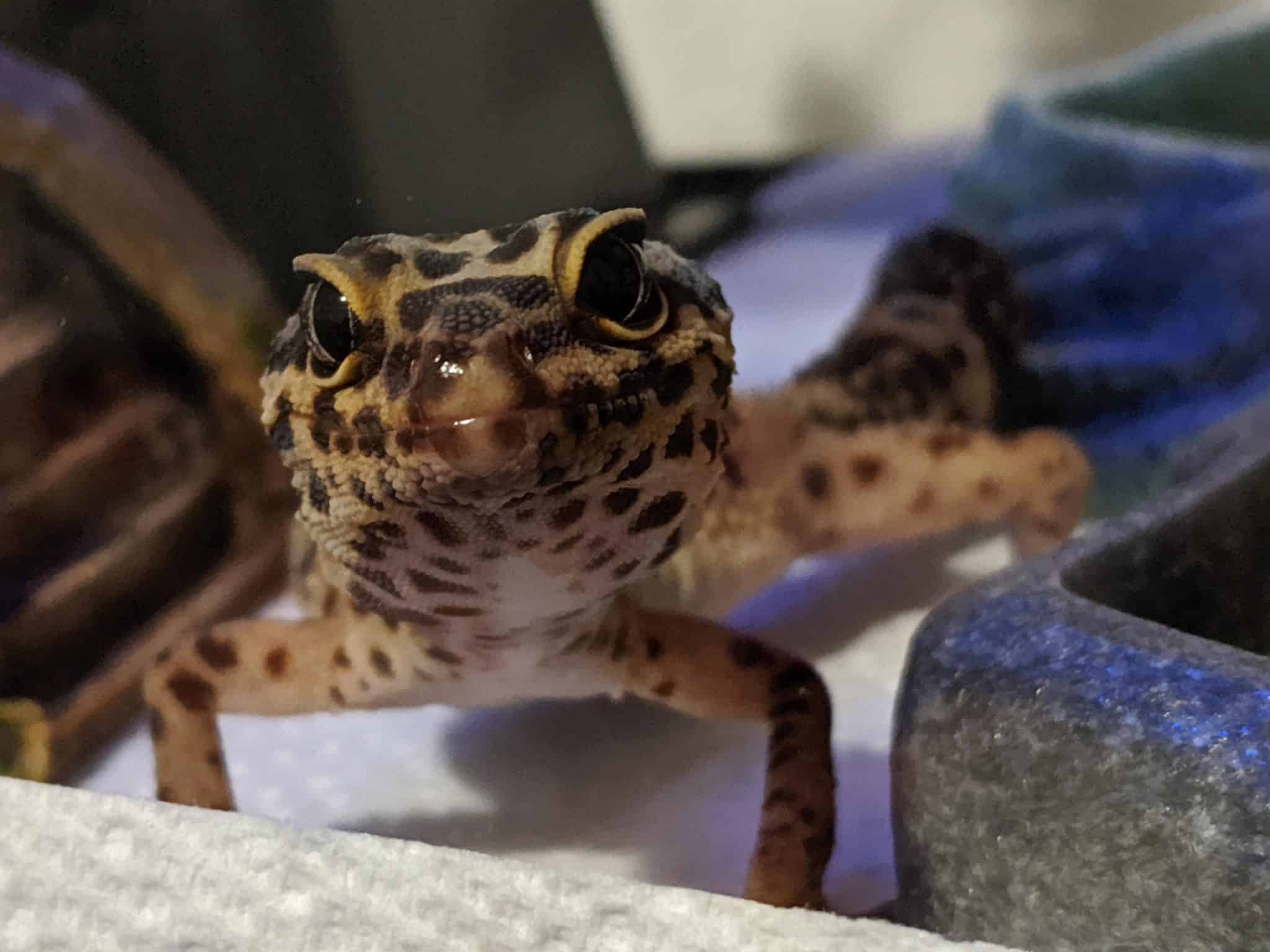 Leopard Gecko Morphs [the Ultimate Guide] - Reptile.Guide