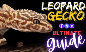 Leopard Gecko Morphs [the Ultimate Guide] - Reptile.Guide