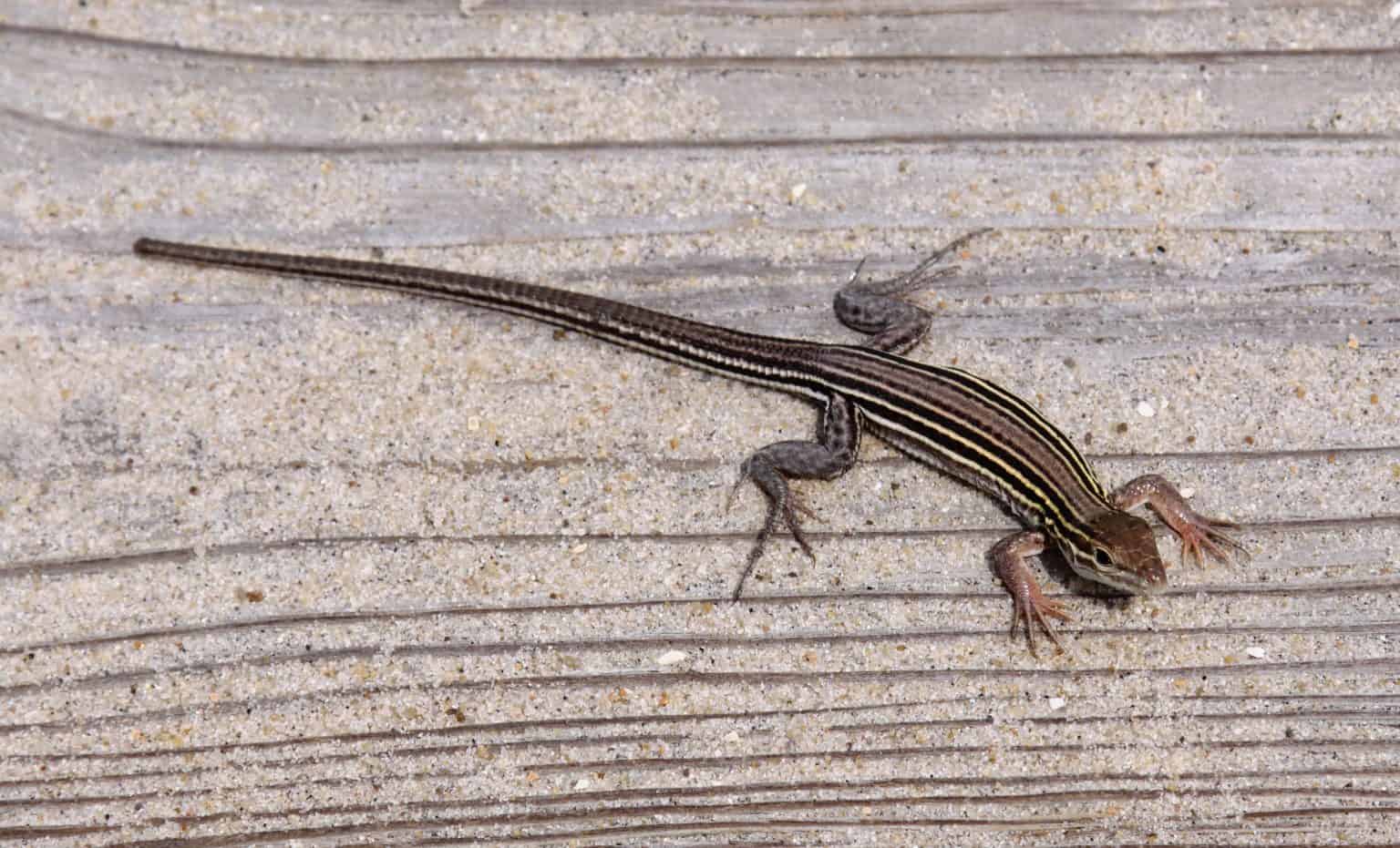10+ Amazing Types of Lizards: Meet All the Cool Lizards Here