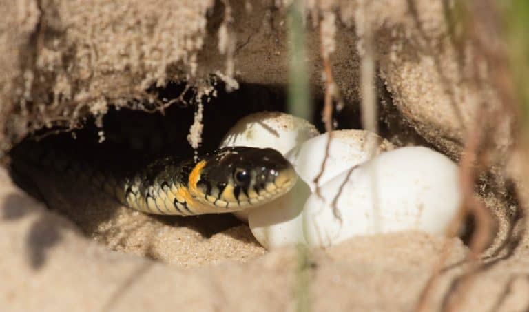Snake Eggs - What You Need to Know [and Do] - Reptile.Guide