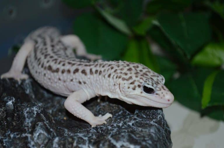 Leopard Gecko Morphs [the Ultimate Guide] - Reptile.Guide