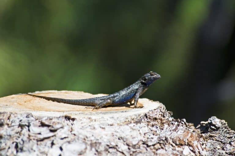 California Lizards [Identification & Full Guide]