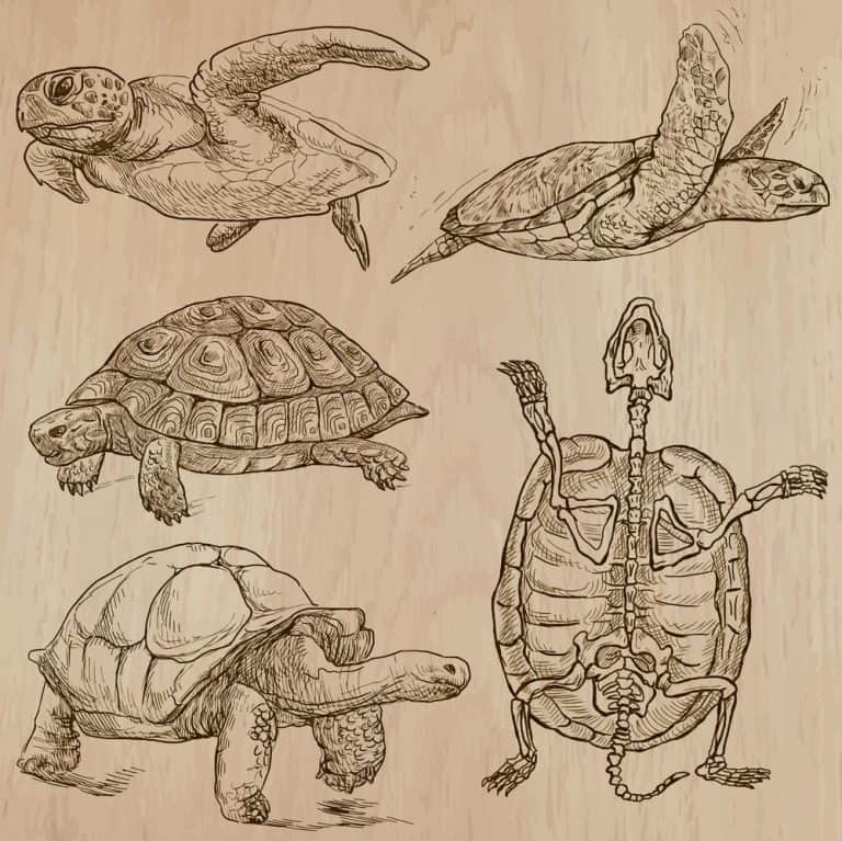 Turtle Identification: What Kind of Turtle Do I Have?