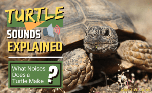 Turtle Sounds: Hissing, Grunting, Mating Noise & More