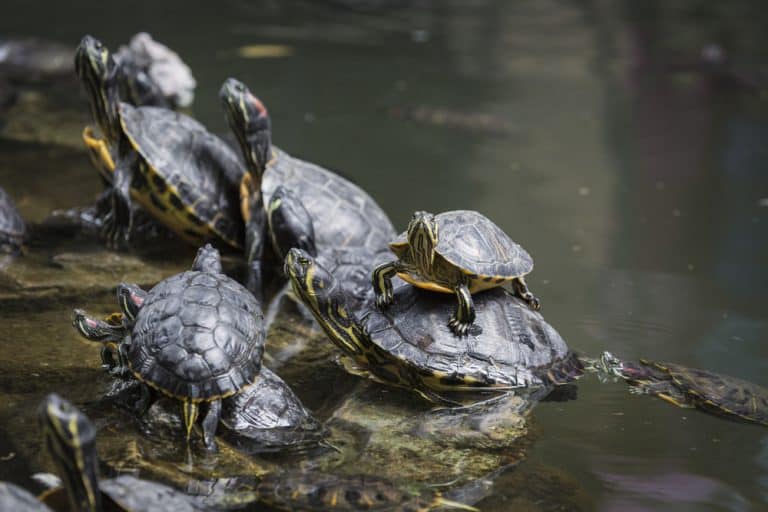 Turtle Identification: What Kind of Turtle Do I Have?