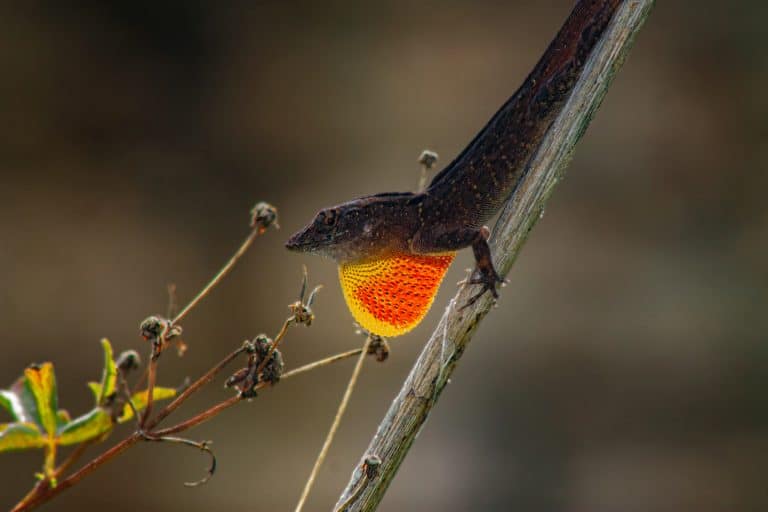 45 Texas Lizards That Are Native to the Lone Star State