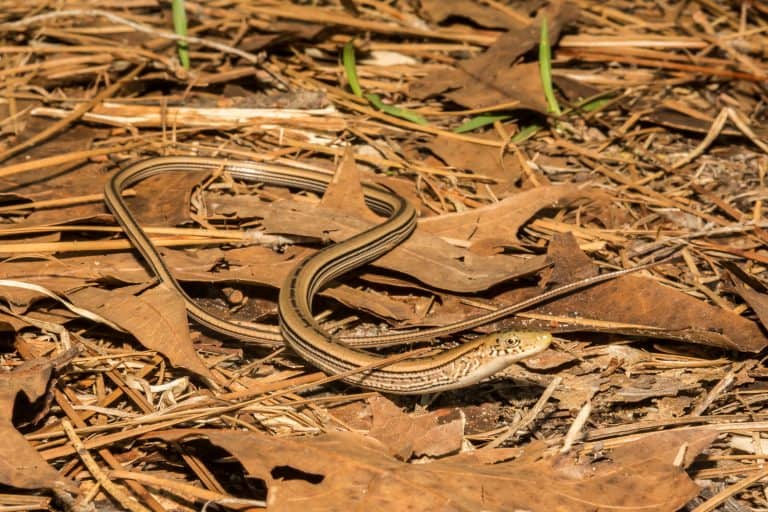 45 Texas Lizards That Are Native to the Lone Star State