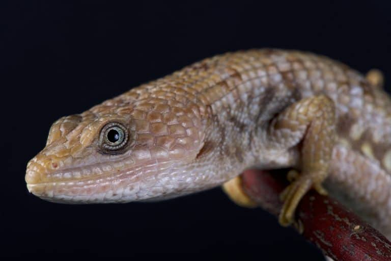 45 Texas Lizards That Are Native to the Lone Star State