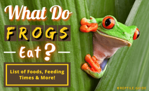 What Do Frogs Eat? Frog Nutrition, Food List, and More