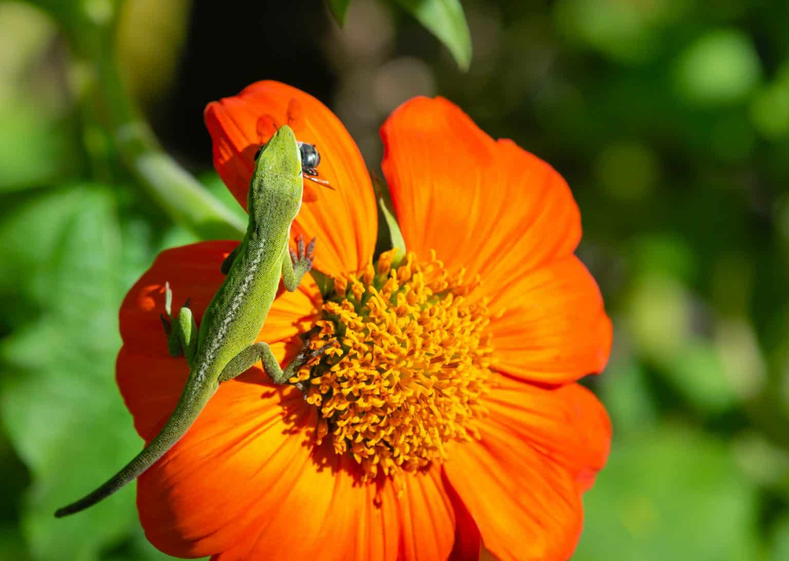 Green Anole Care Sheet: Diet, Habitat, & Drawbacks