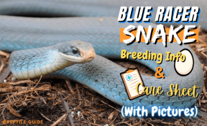 Blue Racer Snake Breeding Info & Care Sheet (With Pictures)