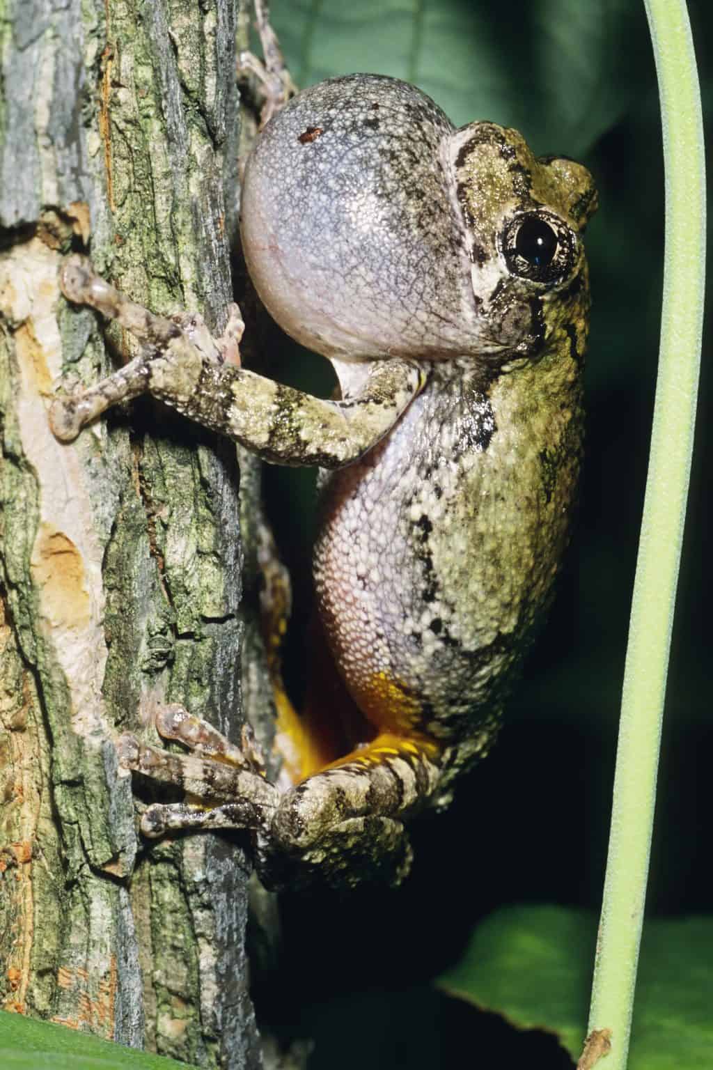 Gray Tree Frog Facts & Care Sheet (With Pictures)