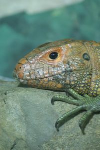 Caiman Lizard Care Sheet: Diet, Enclosure, Habitat & More