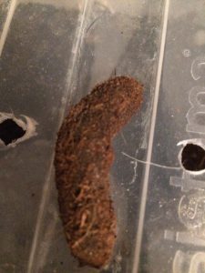 Frog Poop 101: Everything You Need to Know!