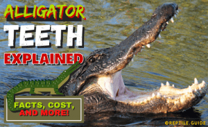 Alligator Teeth Explained: Facts, Cost, and More!
