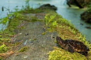 Baby Snapping Turtle: Care Sheet and Species Profile