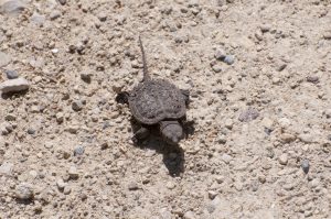 Baby Snapping Turtle: Care Sheet and Species Profile