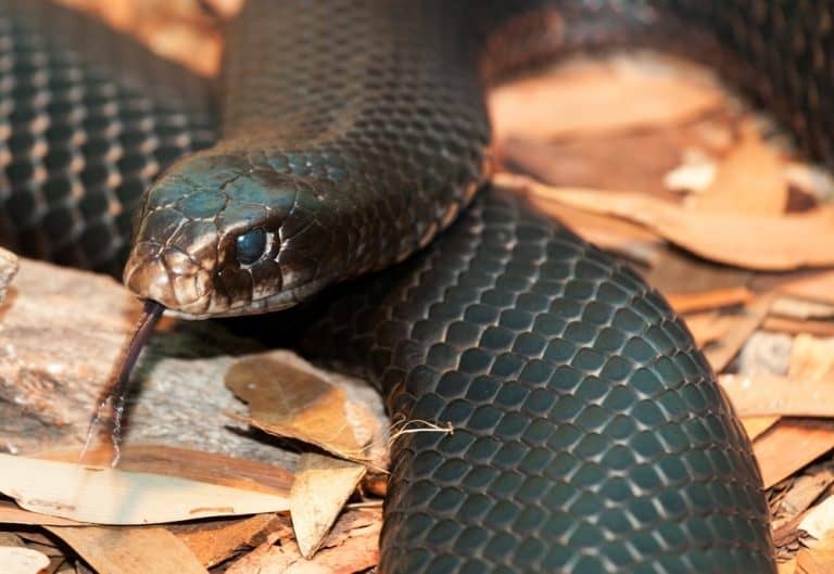 How Long Do Snakes Live For? Snake Lifespan Explained