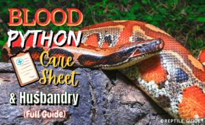Blood Python Care Sheet: Size, Lifespan, Diet & More