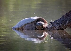 Snapping Turtle - Species Profile And Care Sheet (With Pictures)