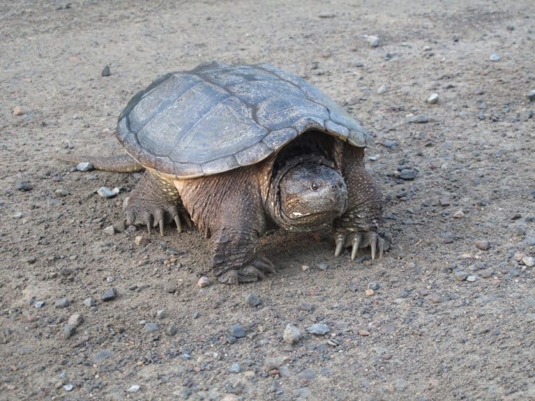 Snapping Turtle - Species Profile And Care Sheet (With Pictures)